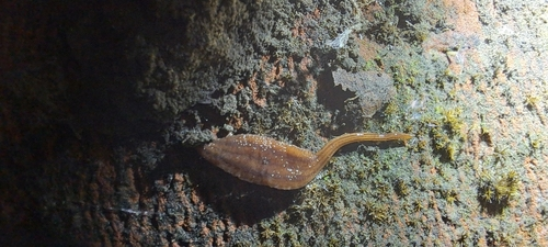 Planarians | Record | DigitalNZ