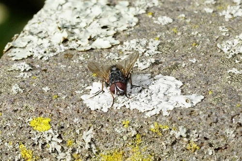 False Stable Fly | Record | DigitalNZ