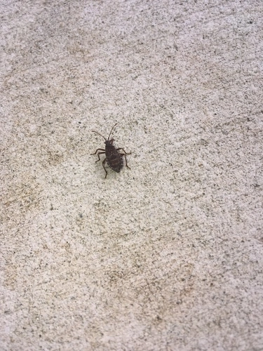 Leaf-footed Bugs | Record | DigitalNZ