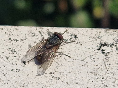 False Stable Fly | Record | DigitalNZ