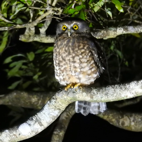 Morepork | Record | DigitalNZ