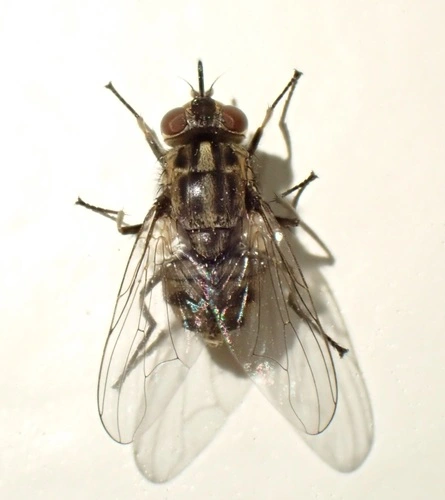 Stable Fly | Record | DigitalNZ
