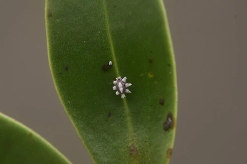 Chinese Wax Scale | Record | DigitalNZ