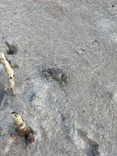 Tunneling Mud Crab | Record | DigitalNZ