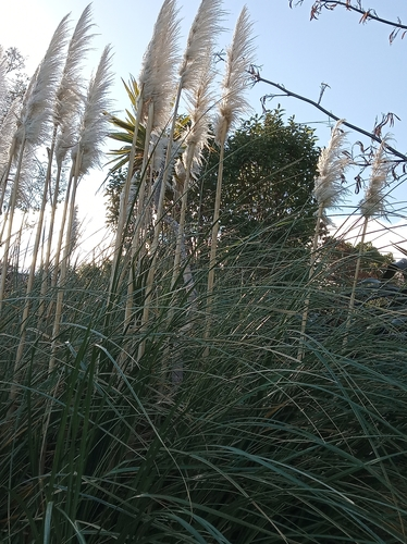 Pampas Grass | Record | DigitalNZ
