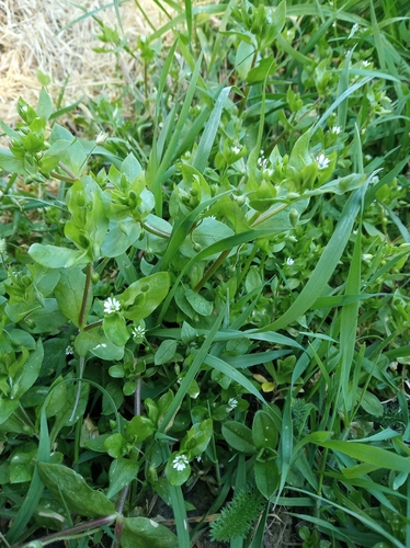 common chickweed | Record | DigitalNZ