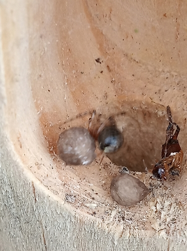 Spiders | Record | DigitalNZ