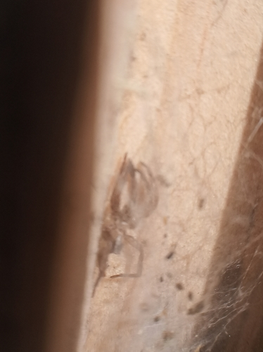 Spiders | Record | DigitalNZ