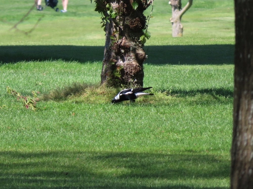 Australian Magpie | Record | DigitalNZ