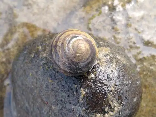 Mudflat Top Shell | Record | DigitalNZ