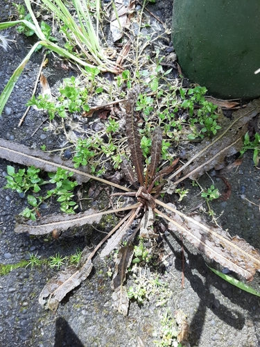 New Zealand Dock | Record | DigitalNZ