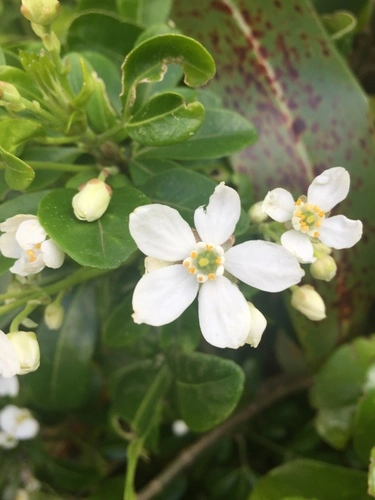 Mexican orange | Record | DigitalNZ
