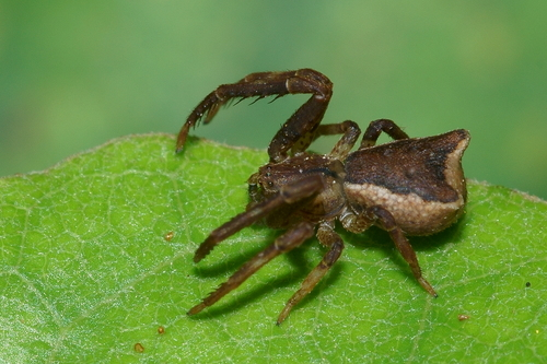 Sidymella angularis | Record | DigitalNZ