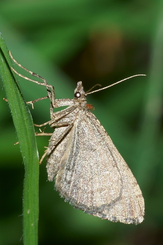 Carpet Moths | Record | DigitalNZ