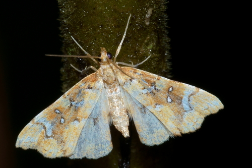 Golden-brown Fern Moth | Record | DigitalNZ