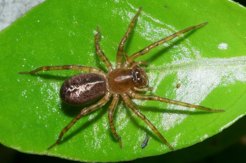 Typical Spiders | Record | DigitalNZ