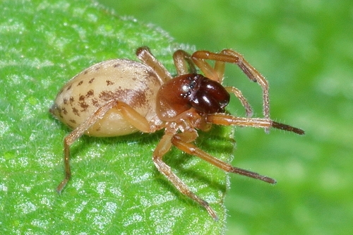 Clubiona huttoni | Record | DigitalNZ