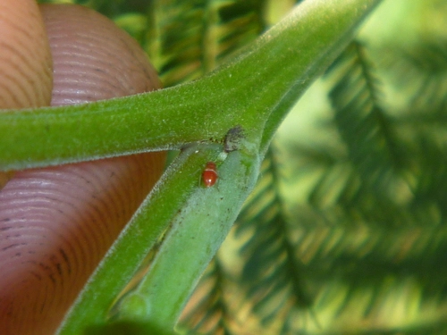 Plant Bugs | Record | DigitalNZ