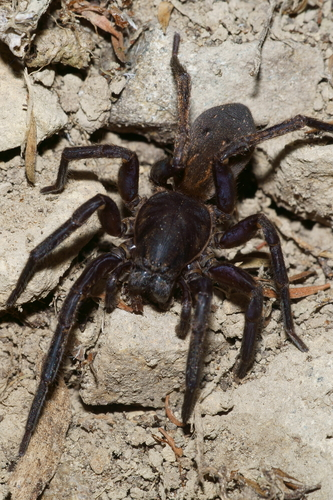 Vagrant Spiders | Record | DigitalNZ