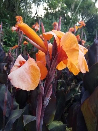 Garden Canna | Record | DigitalNZ