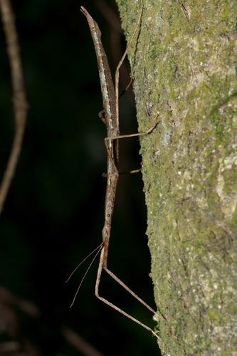 Smooth Stick Insect | Record | DigitalNZ