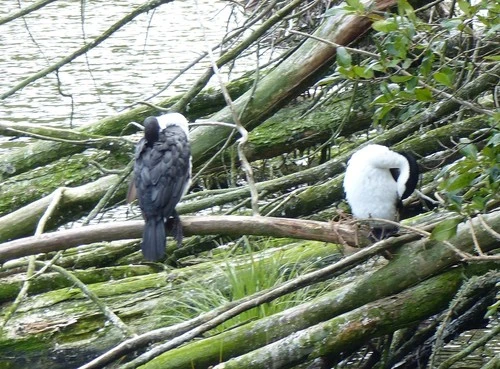 New Zealand Pied Shag | Record | DigitalNZ