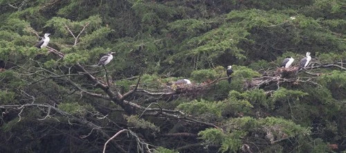 New Zealand Pied Shag | Record | DigitalNZ