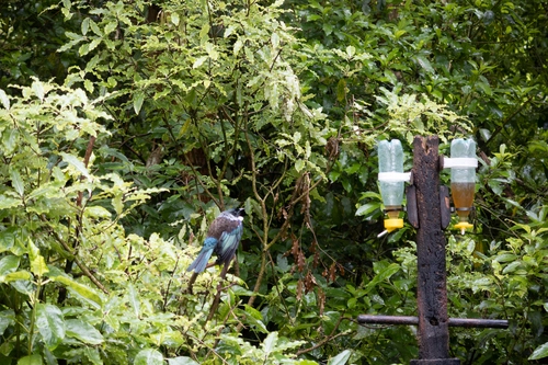 Tui | Record | DigitalNZ