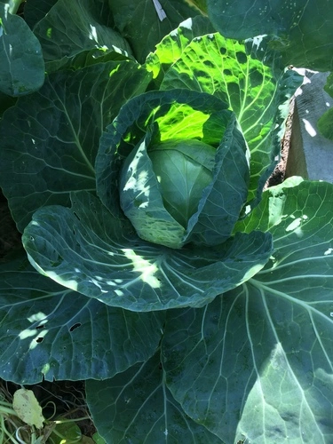 cabbage | Record | DigitalNZ