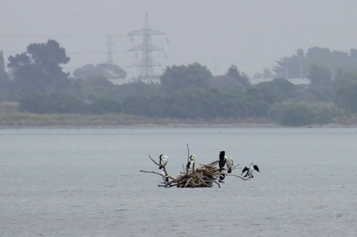 New Zealand Pied Shag | Record | DigitalNZ
