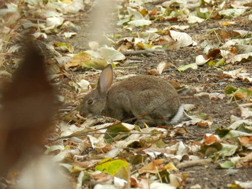 European Rabbit | Record | DigitalNZ