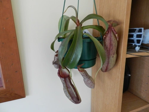Tropical Pitcher-Plants | Record | DigitalNZ