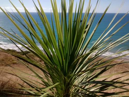 New Zealand cabbage tree | Record | DigitalNZ