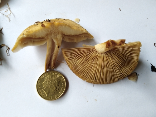 Mulch Fieldcap | Record | DigitalNZ