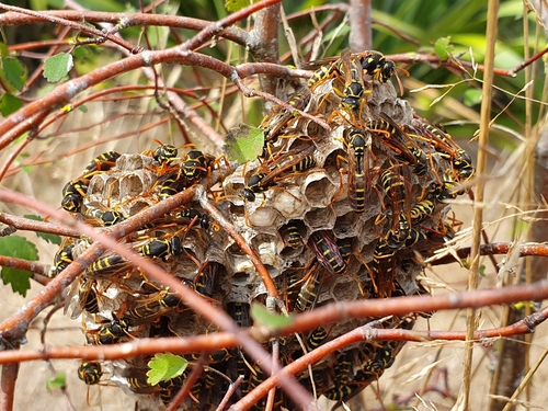 Asian Paper Wasp | Record | DigitalNZ