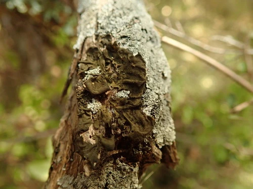 Tree Jelly | Record | DigitalNZ