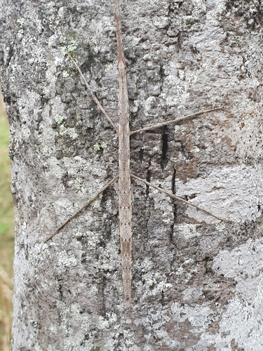 Smooth Stick Insect | Record | DigitalNZ