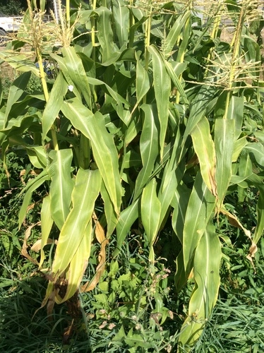 Cabbage White | Record | DigitalNZ