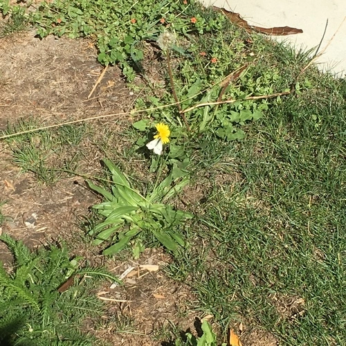 Cabbage White | Record | DigitalNZ