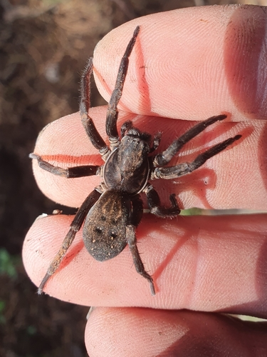 Vagrant Spiders | Record | DigitalNZ