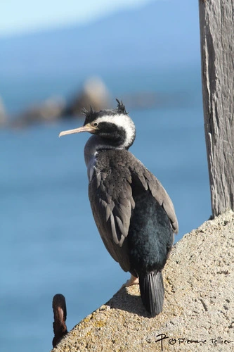 Spotted Shag | Record | DigitalNZ