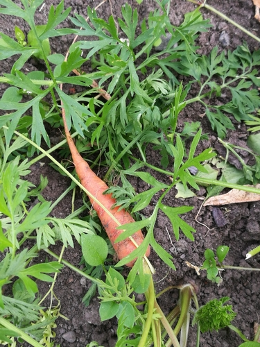 Carrot | Record | DigitalNZ