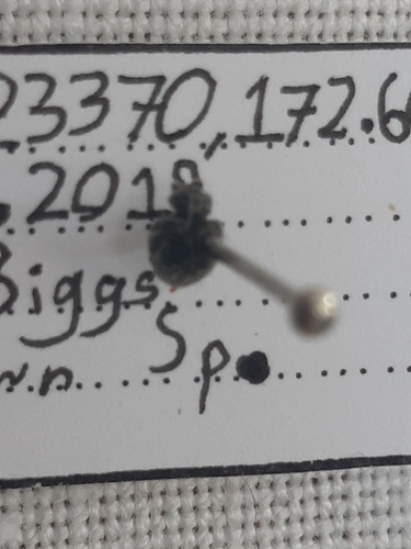 Lady, Fungus, Scavenger, and Bark Beetles | Record | DigitalNZ