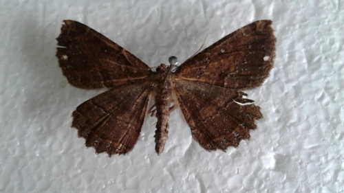Brown evening moth | Record | DigitalNZ