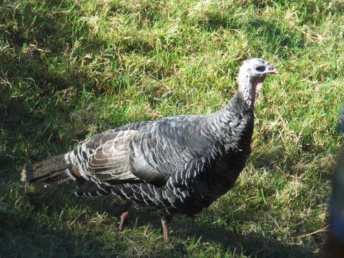 Domestic Turkey | Record | DigitalNZ