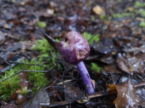 Webcaps | Record | DigitalNZ