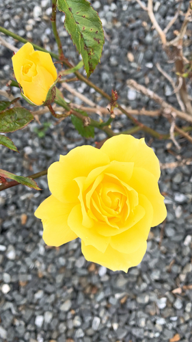 roses | Record | DigitalNZ