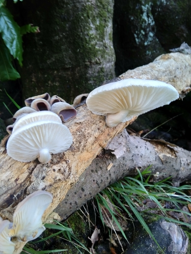 porcelain slimecap | Record | DigitalNZ