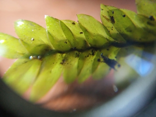 quill moss | Record | DigitalNZ