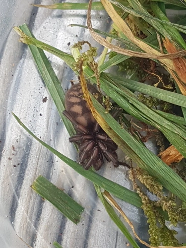 Banded Tunnelweb Spiders | Record | DigitalNZ